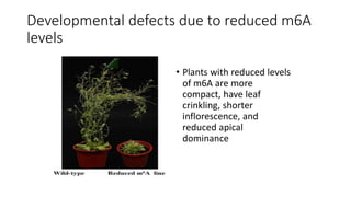 Plant development defects | PPT