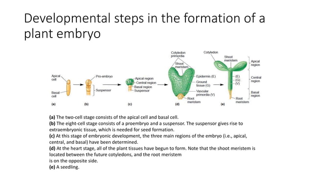 Plant development defects | PPT