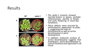 Plant development defects | PPTX