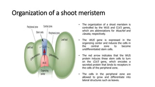 Plant development defects | PPTX