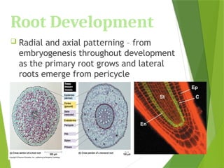 Plant Developrment Part II for MSc Biology | PPTX