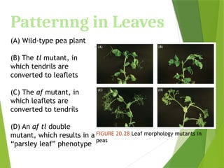 Plant Developrment Part II for MSc Biology | PPTX