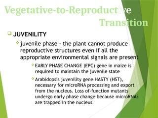Plant Developrment Part II for MSc Biology | PPTX