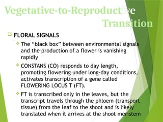 Plant Developrment Part II for MSc Biology | PPTX