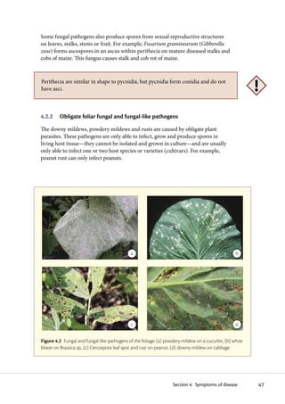 Plant disease | PDF