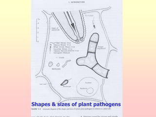 Plant_Disease_and_Control.pptx
