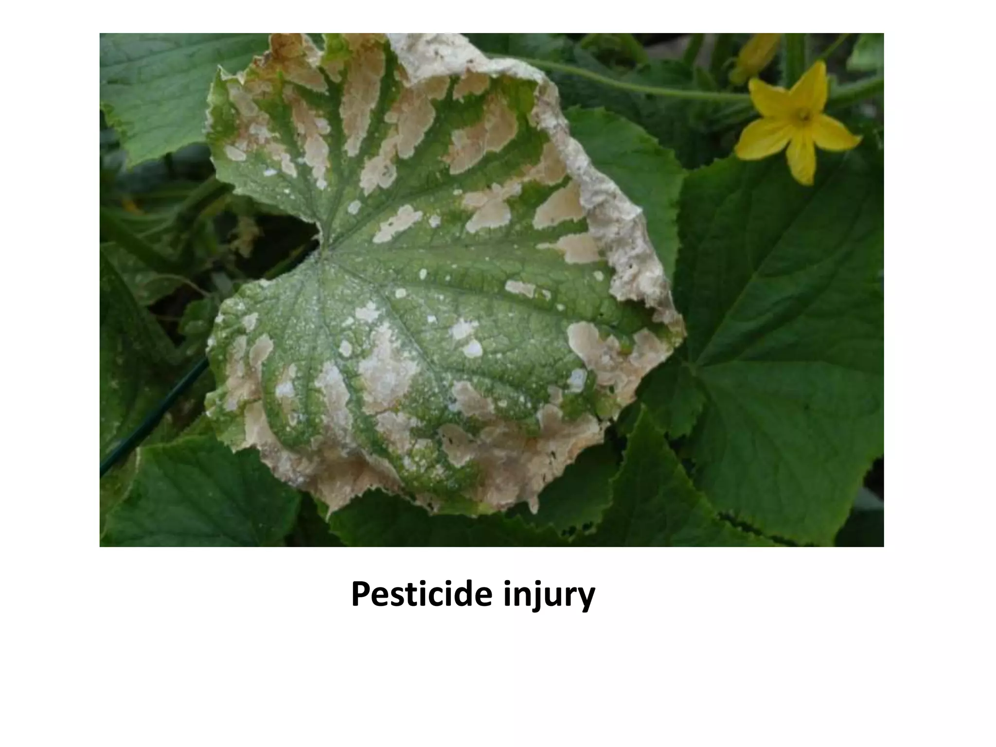 Plant disease and its cause | PPTX