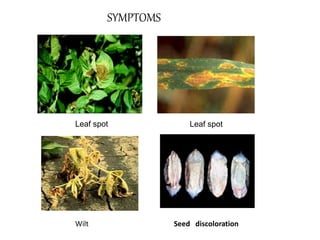 Plant disease and its cause | PPTX