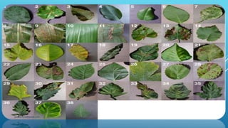 Plant disease detection and classification using deep learning | PPTX