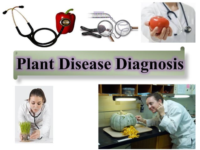 Plant disease diagnosis | PDF