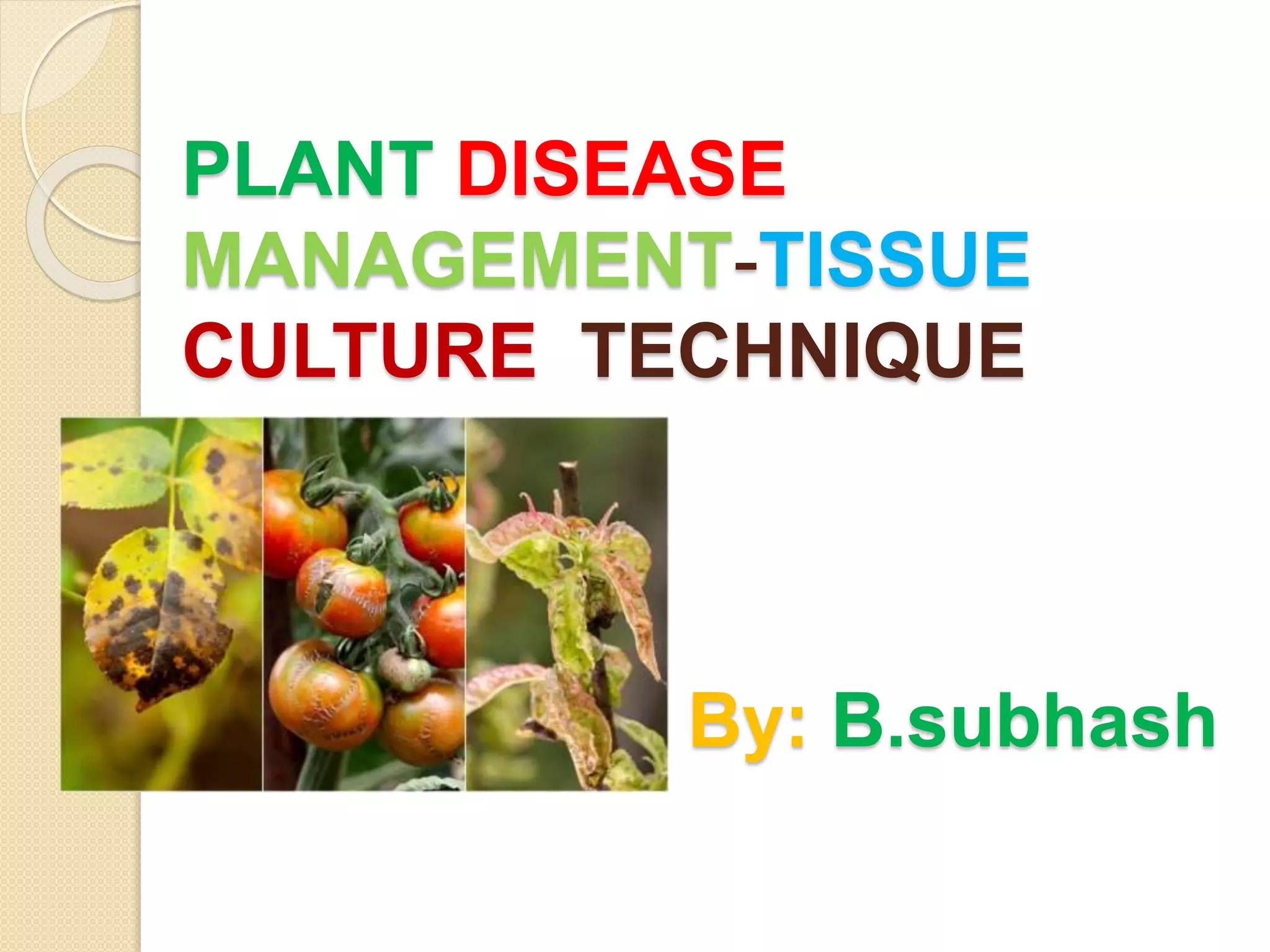 Plant disease management tissue culture techniques | PPTX