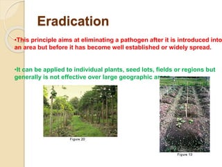 Plant disease management tissue culture techniques | PPTX