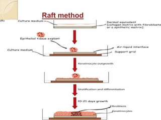 Plant disease management tissue culture techniques | PPTX