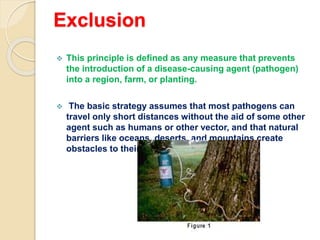 Plant disease management tissue culture techniques | PPTX