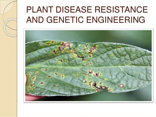 Plant Disease Resistant And Genetic Engineering