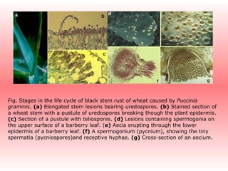 Plant Diseases | PPT