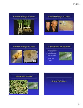 Plant diseases | PDF | Infectious Diseases | Diseases and Conditions