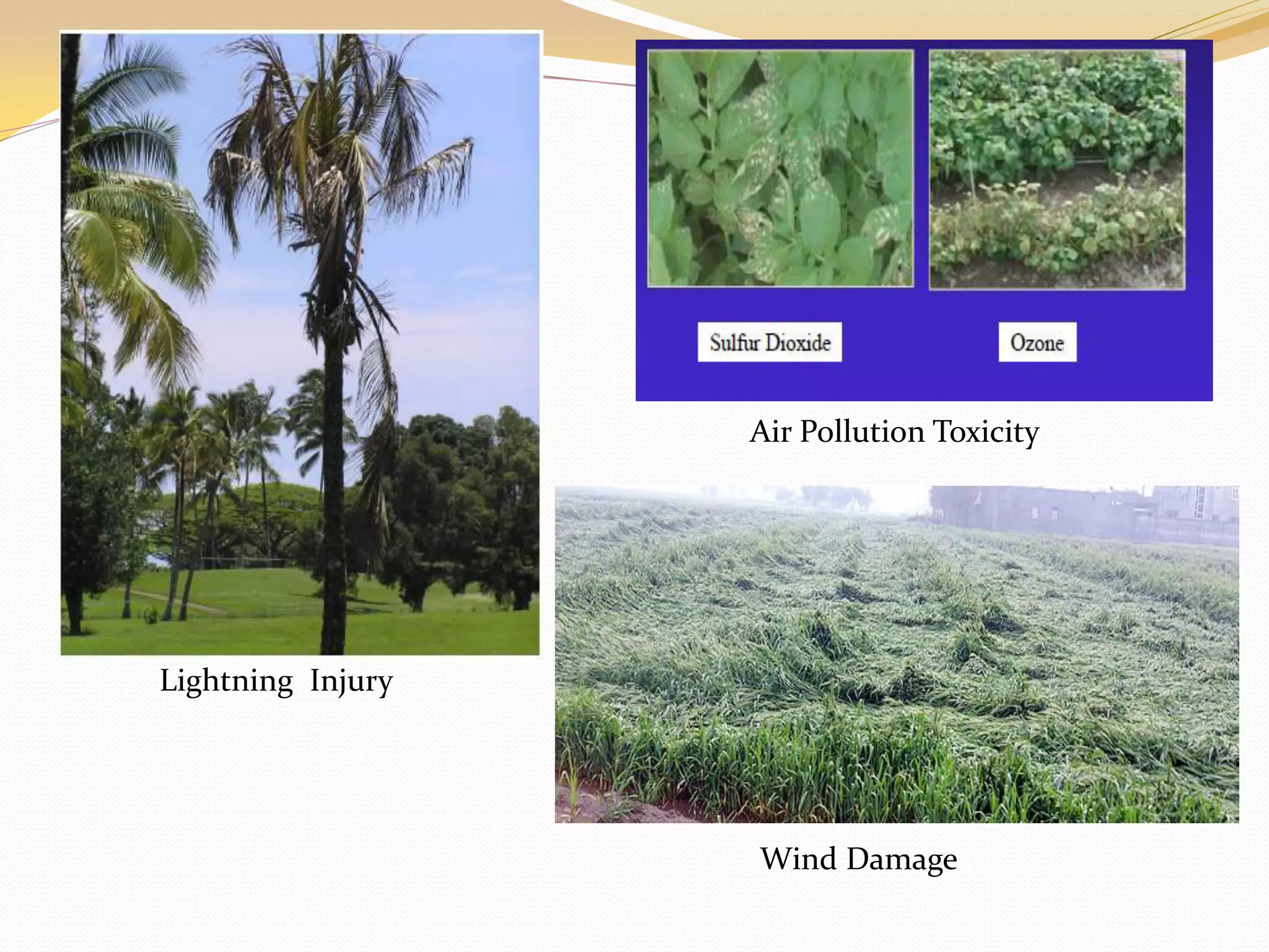 Plant diseases | PDF