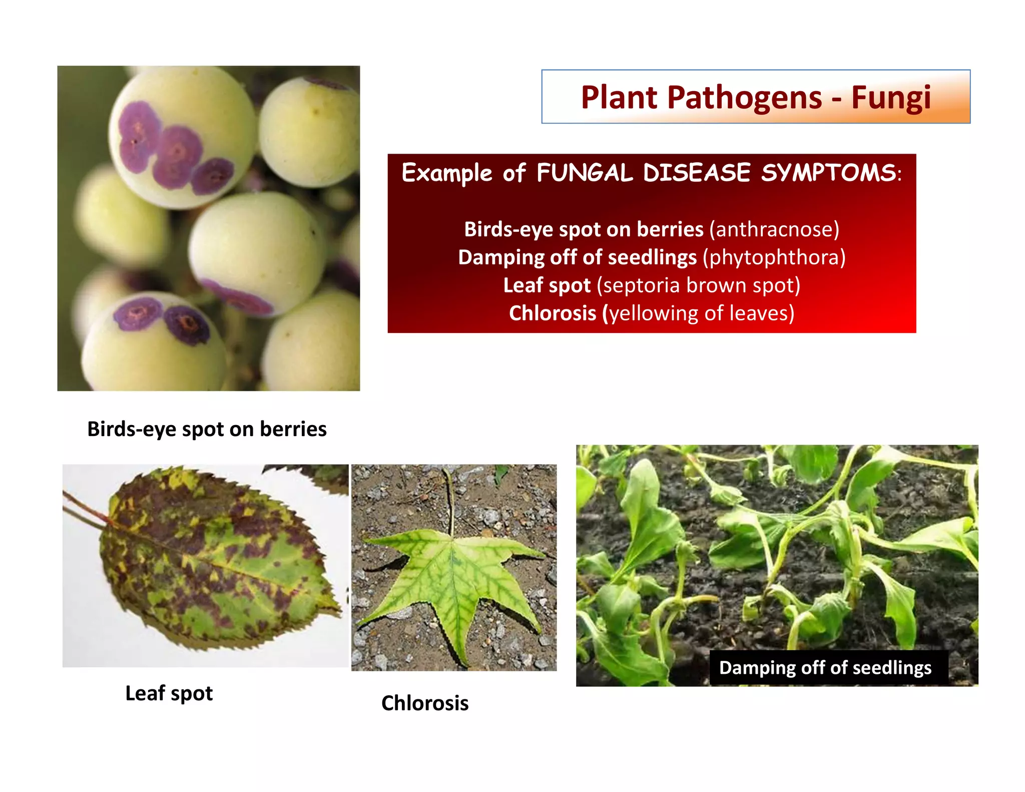 Causal Organisms for Plant diseases and its symptoms. | PDF