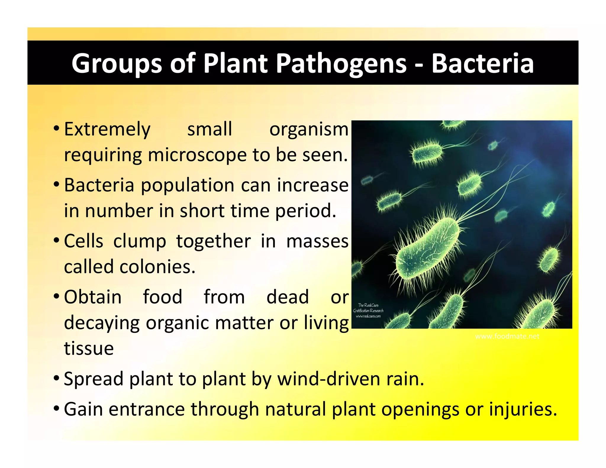 Causal Organisms for Plant diseases and its symptoms. | PDF