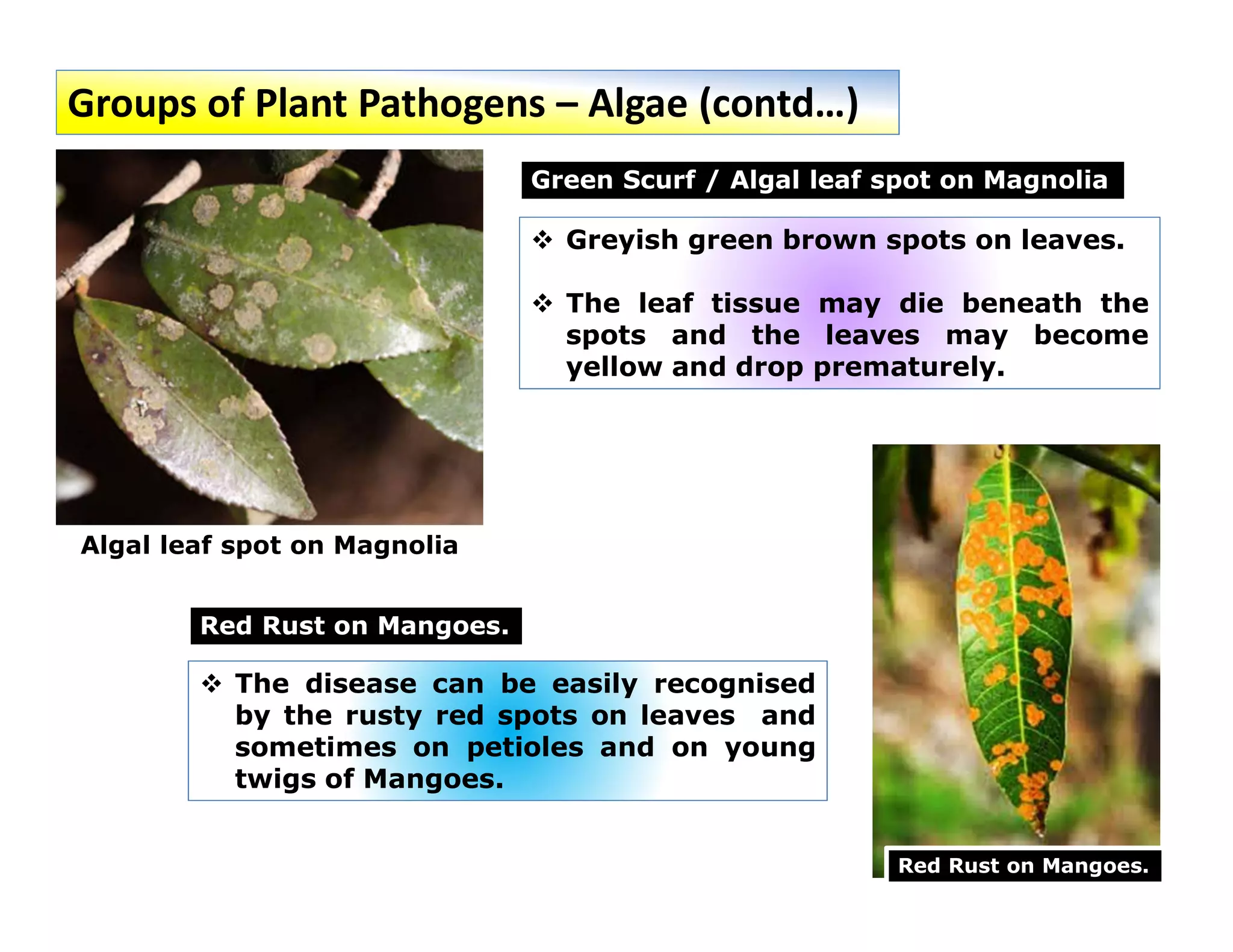 Causal Organisms for Plant diseases and its symptoms. | PDF