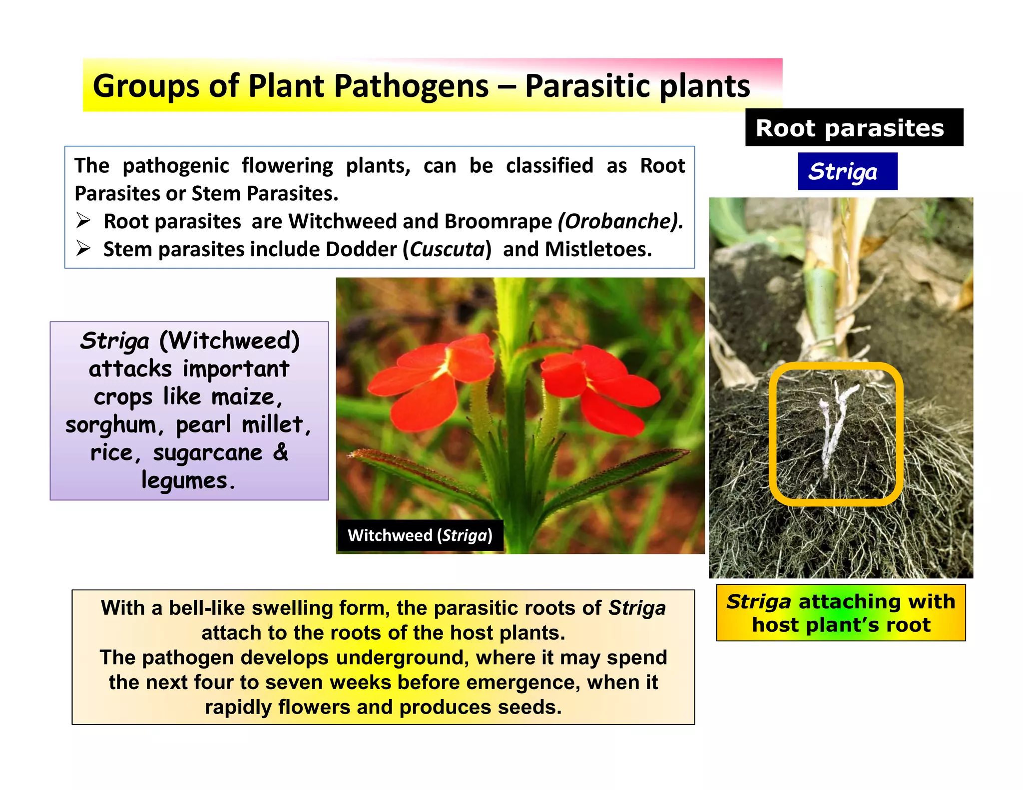 Causal Organisms for Plant diseases and its symptoms. | PDF