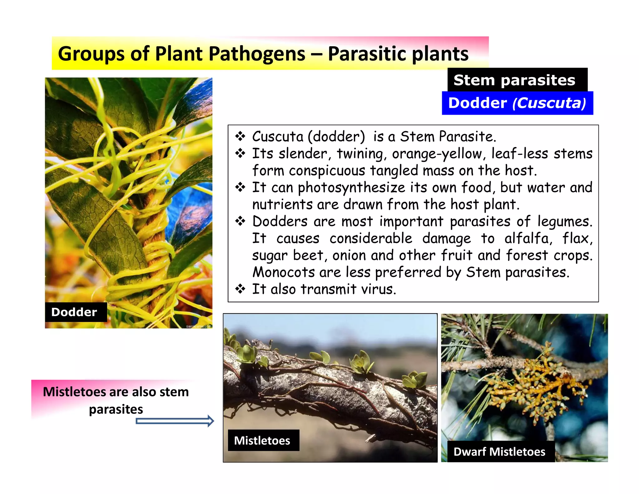 Causal Organisms for Plant diseases and its symptoms. | PDF