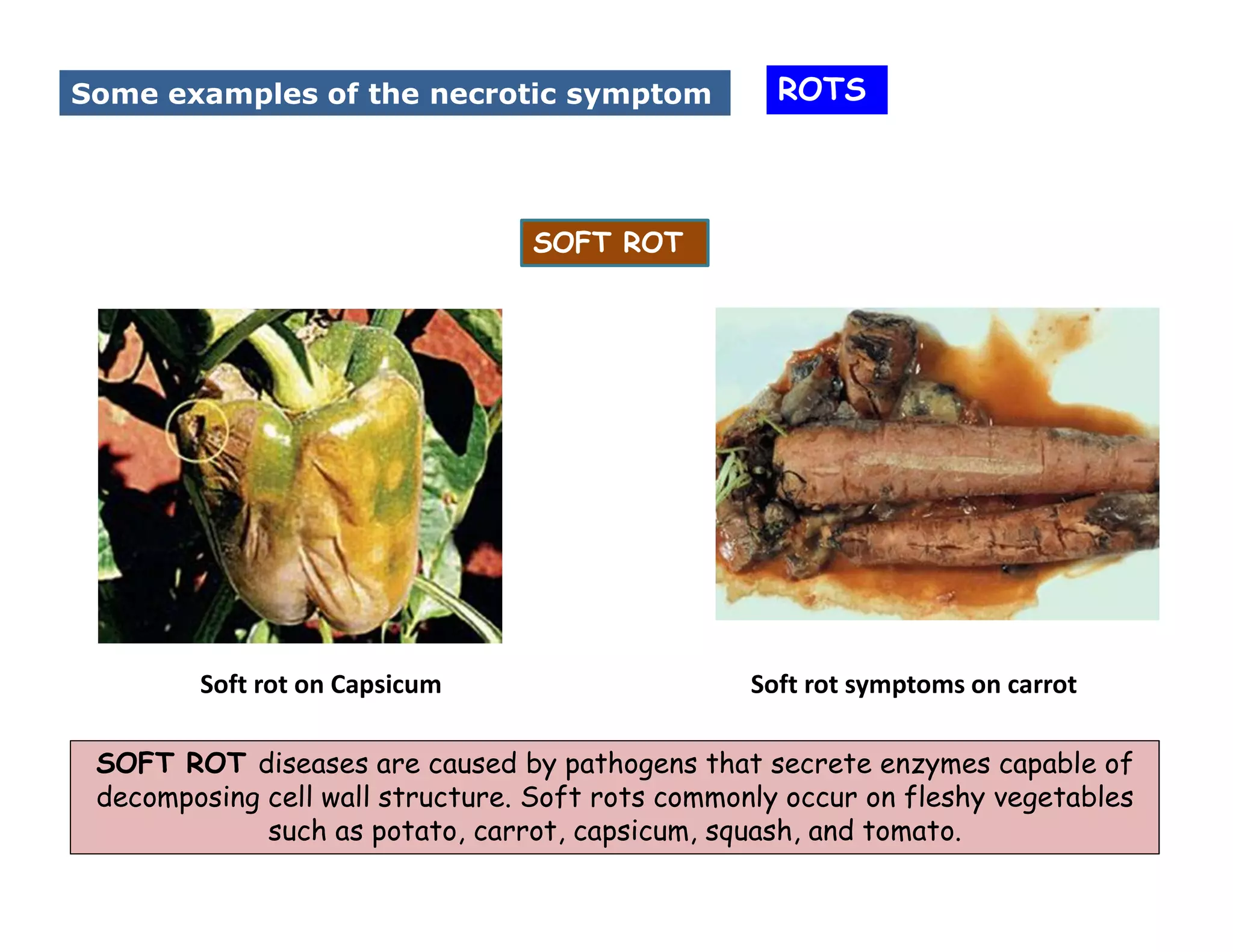 Causal Organisms for Plant diseases and its symptoms. | PDF