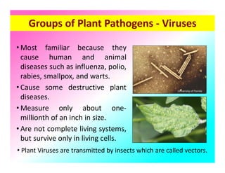 Causal Organisms for Plant diseases and its symptoms. | PDF