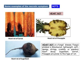 Causal Organisms for Plant diseases and its symptoms. | PDF