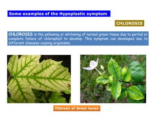 Causal Organisms for Plant diseases and its symptoms. | PDF