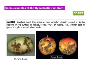 Causal Organisms for Plant diseases and its symptoms. | PDF