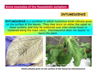 Causal Organisms for Plant diseases and its symptoms. | PDF
