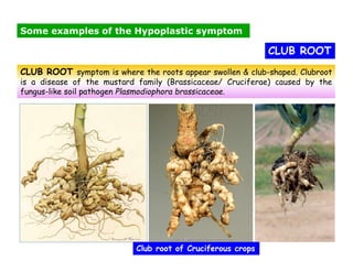 Causal Organisms for Plant diseases and its symptoms. | PDF