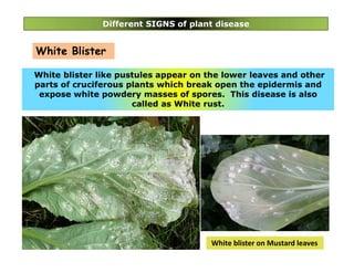 Causal Organisms for Plant diseases and its symptoms. | PDF