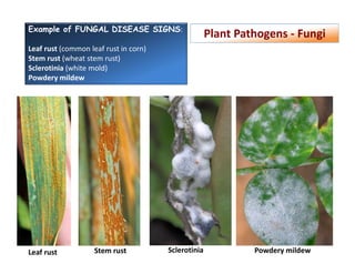 Causal Organisms for Plant diseases and its symptoms. | PDF