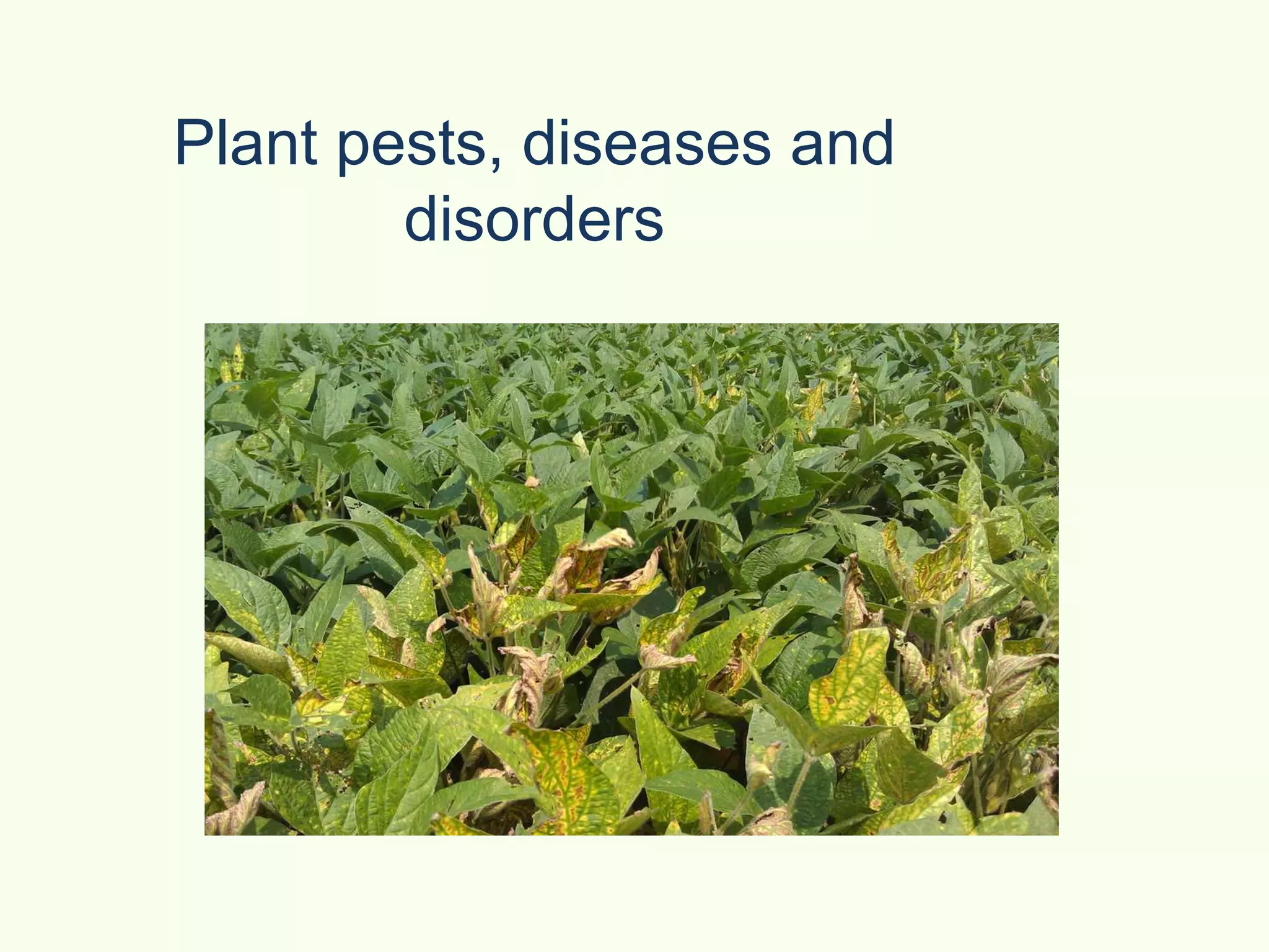 Plant diseases and pests | PPTX