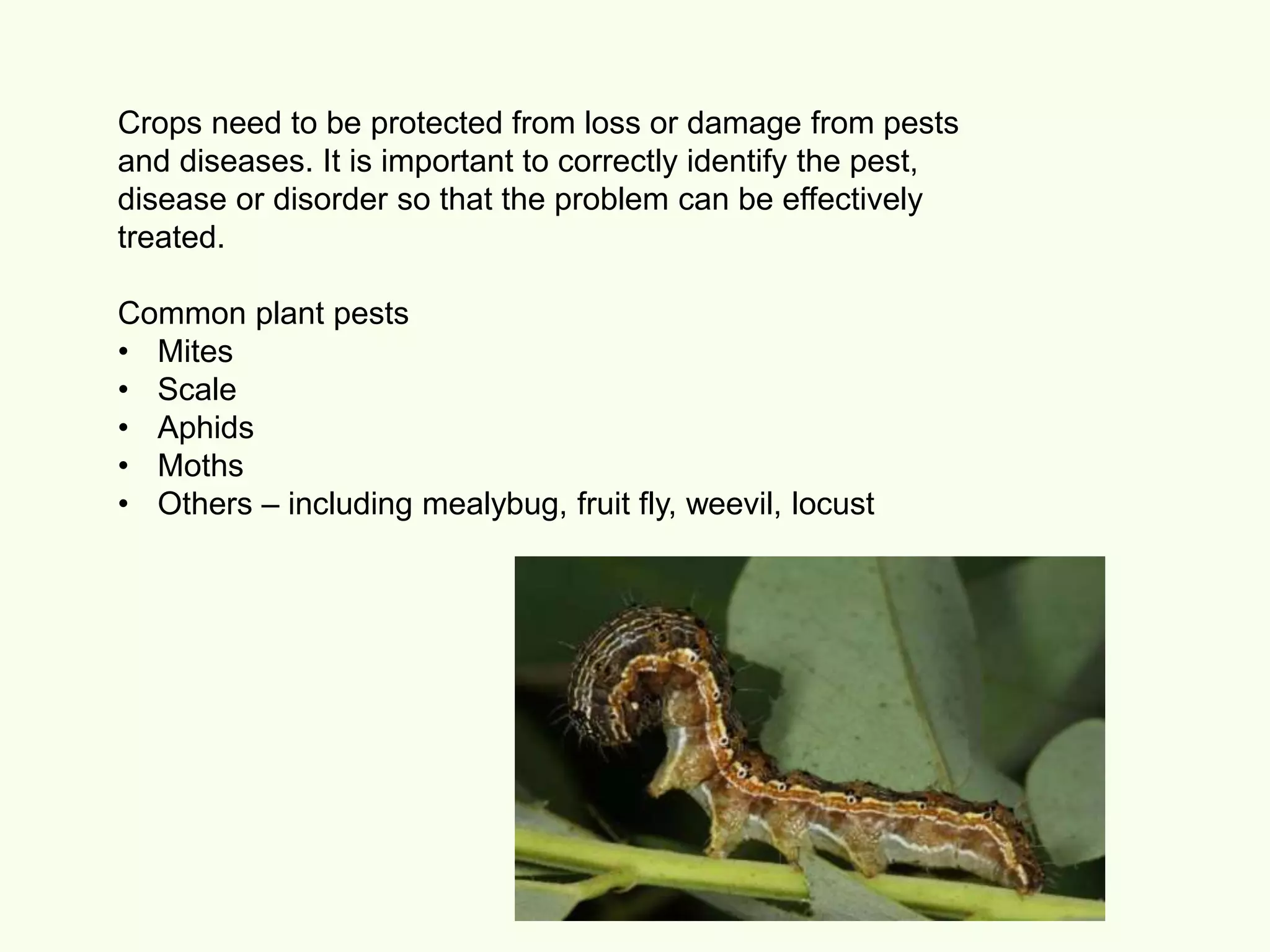 Plant diseases and pests | PPTX
