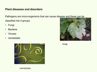 Plant diseases and pests | PPTX