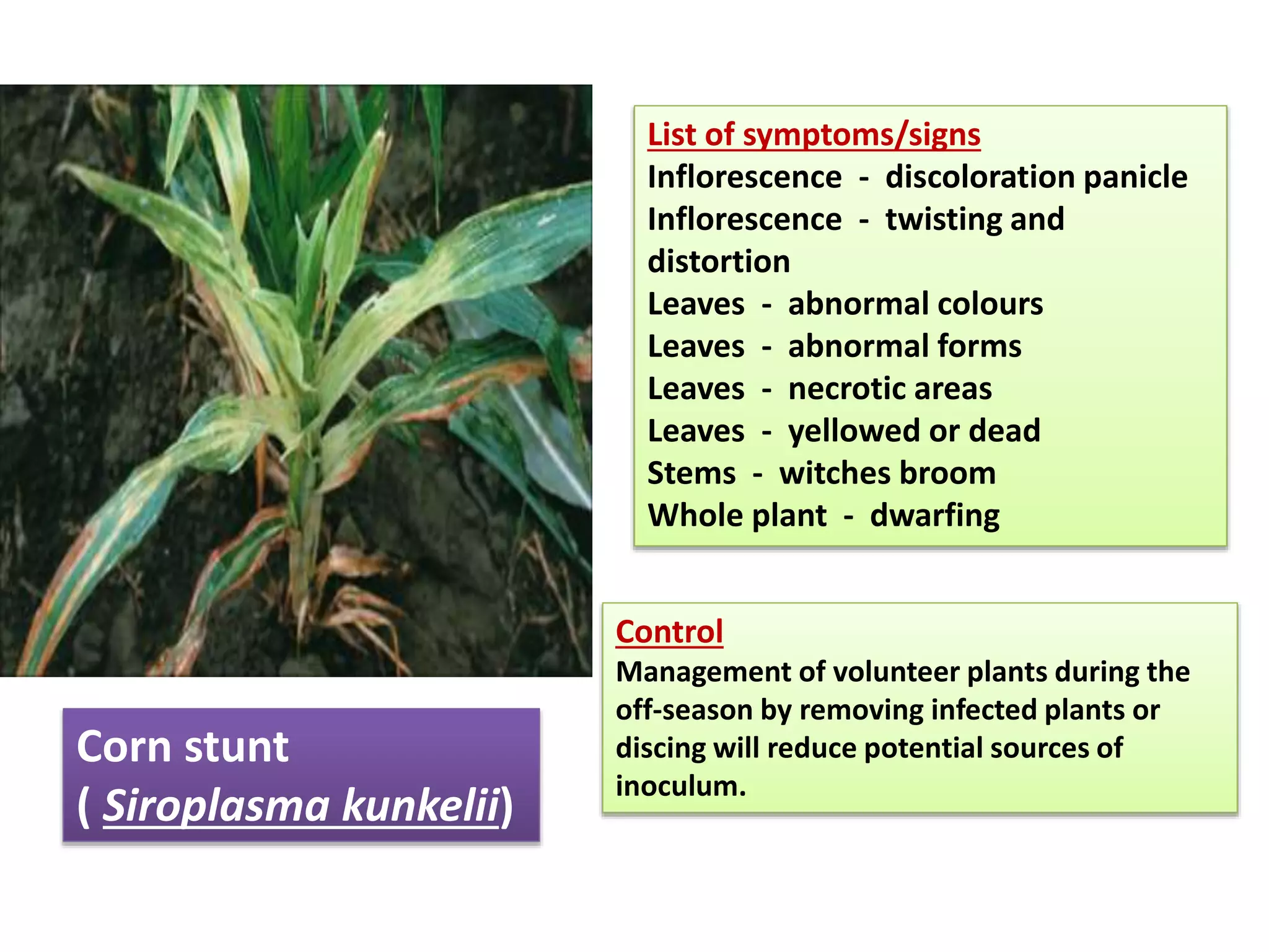 Plant diseases caused by phytoplasma and spiroplasma | PPTX