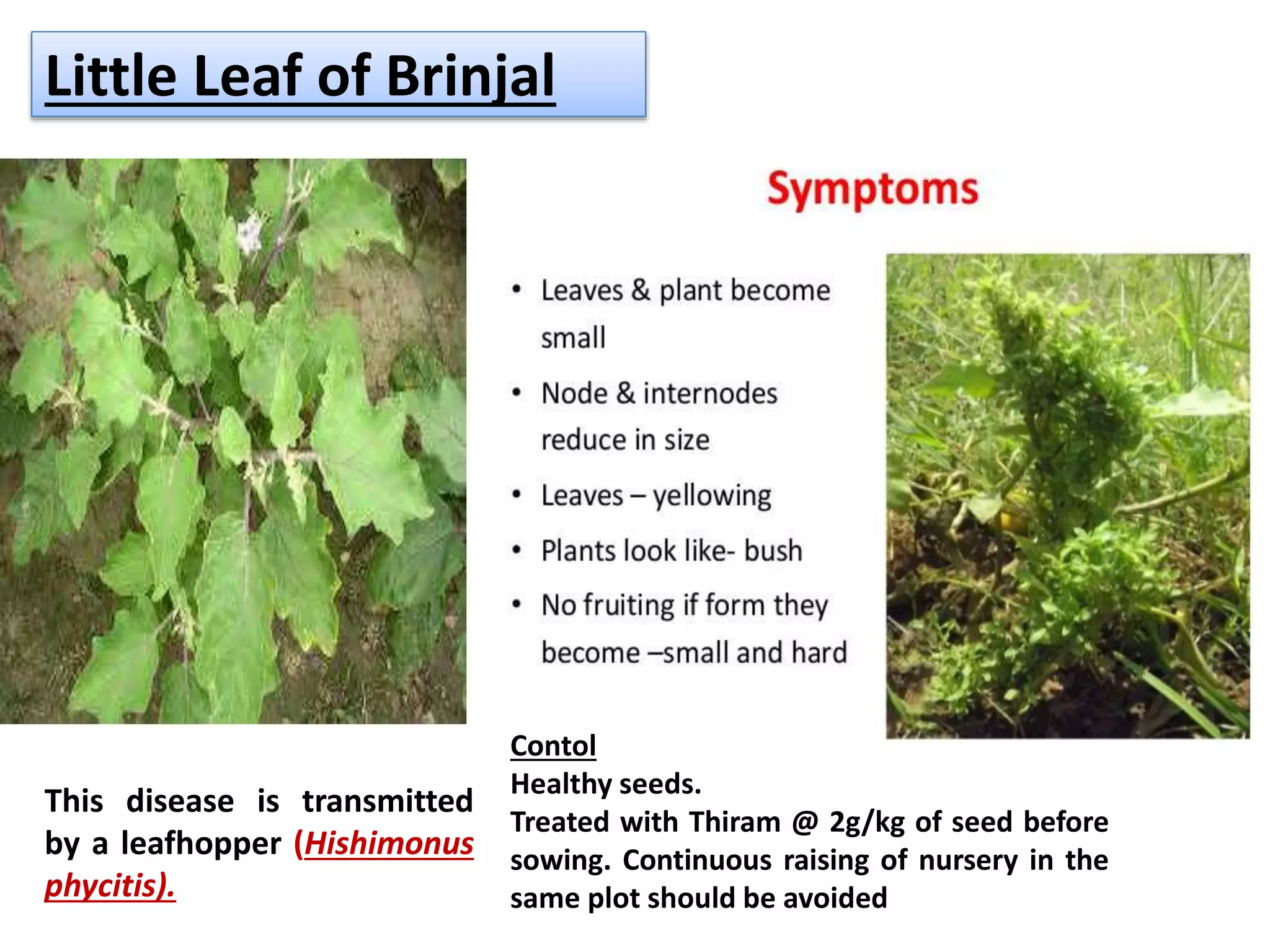Plant diseases caused by phytoplasma and spiroplasma | PPTX