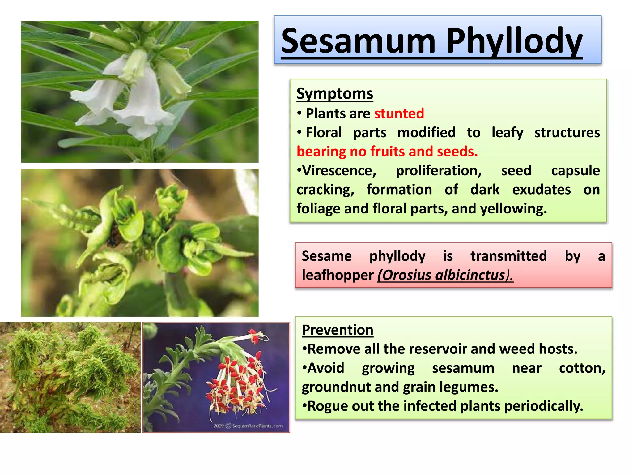 Plant diseases caused by phytoplasma and spiroplasma | PPTX
