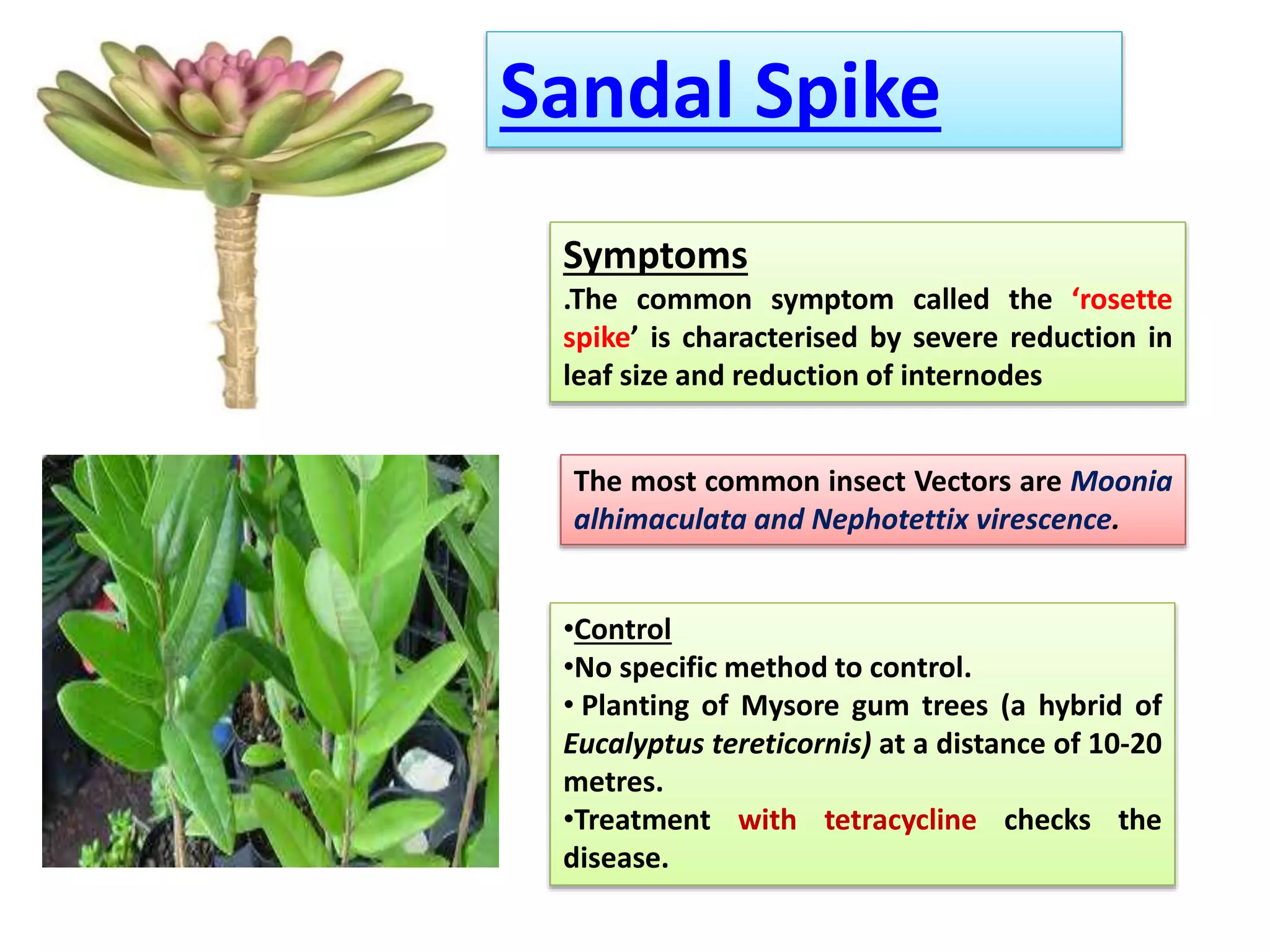 Plant diseases caused by phytoplasma and spiroplasma | PPTX