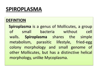 Plant diseases caused by phytoplasma and spiroplasma | PPTX