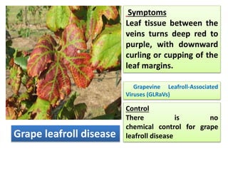 Plant diseases caused by phytoplasma and spiroplasma | PPTX