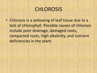 Plant diseases, symptoms.ppt