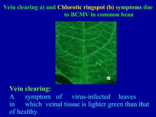 PLANT DISEASE management in the plant pathology | PPT