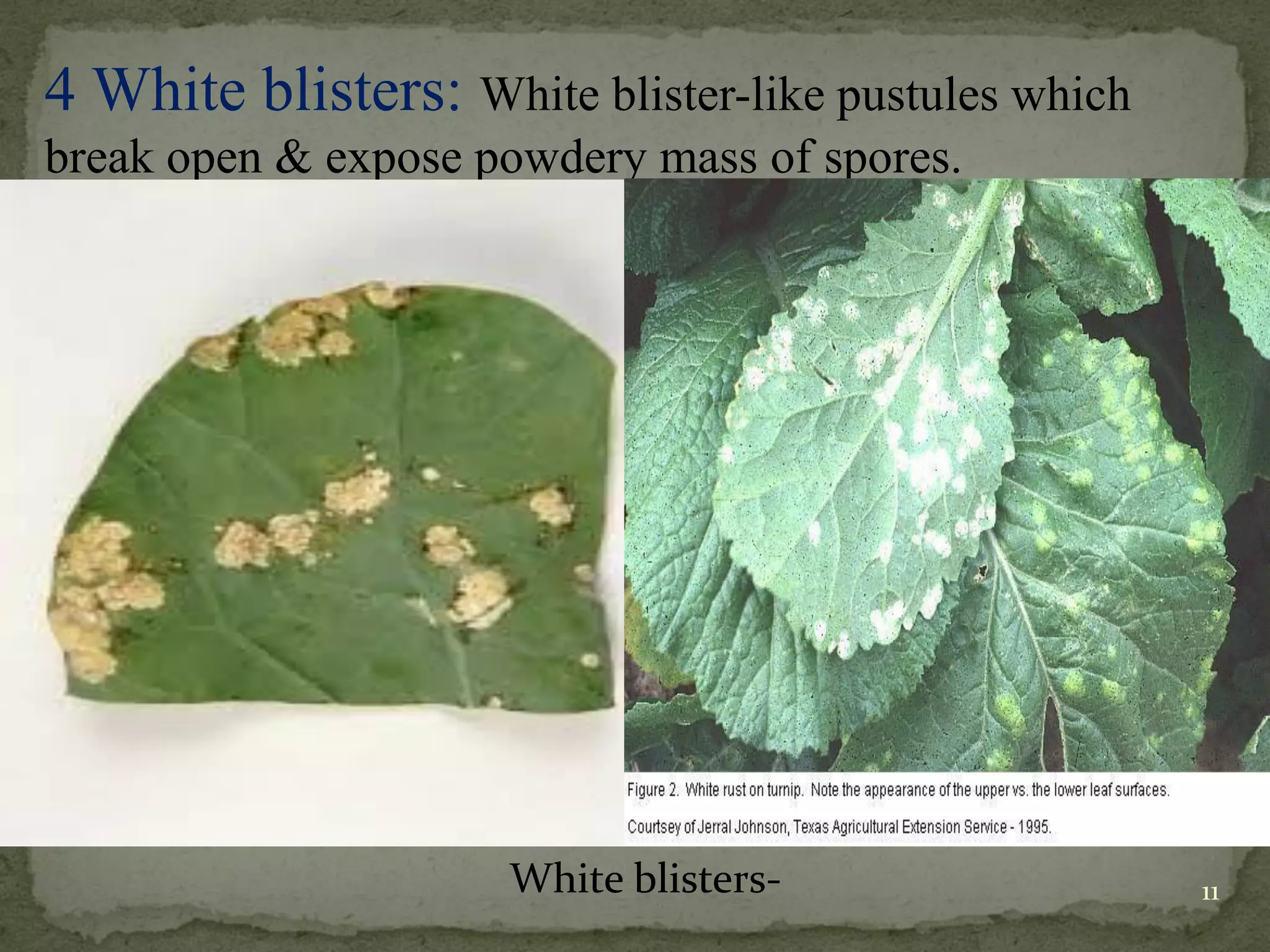 Plant disease symptoms converted | PPT