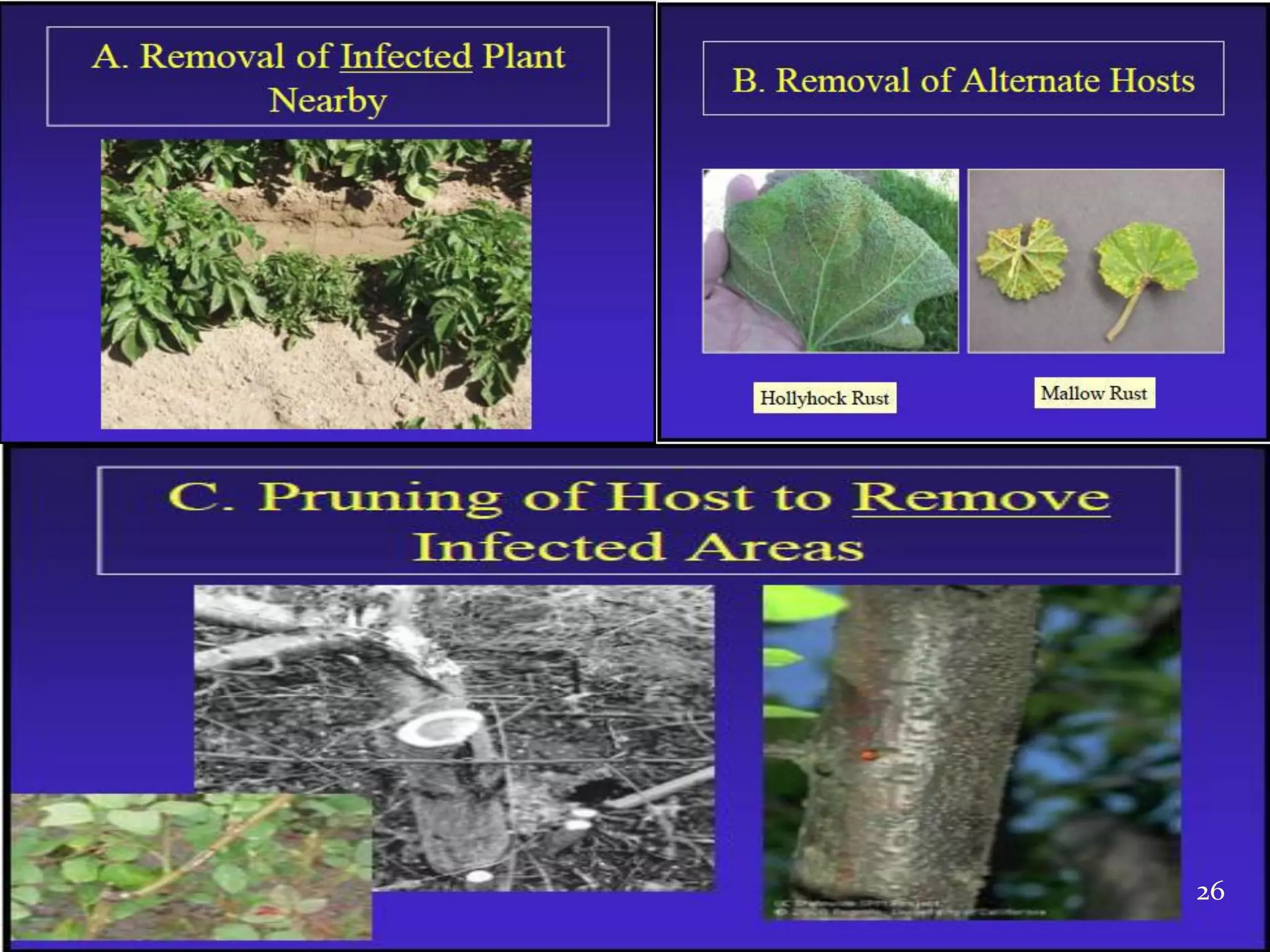 Plant disease symptoms converted | PPT