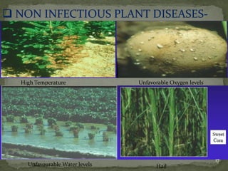 Plant disease symptoms converted | PPT